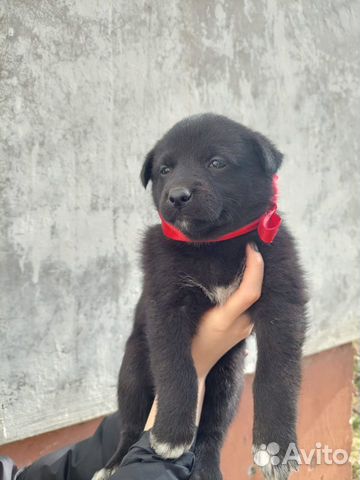 Кутята в дар