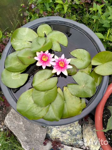 Водная лилия (кувшинка или нимфея)