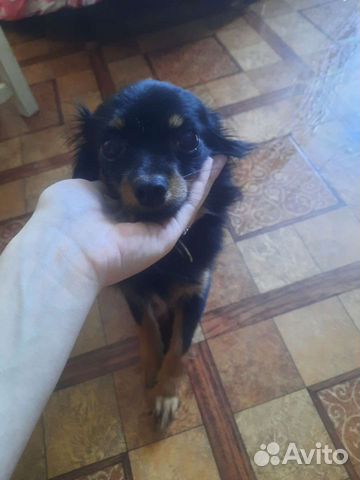 Той терьер длиношерстный в добрые руки