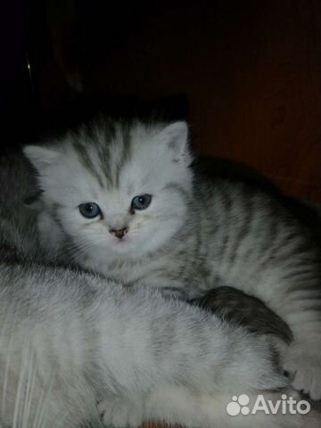 Шотландские котята