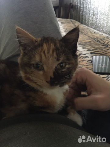 Кошка