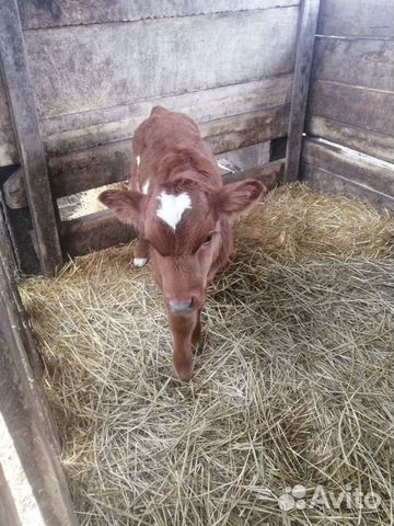 Телята телочки