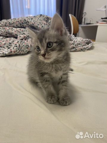 Котенок невский маскарадный 1,5 месяца