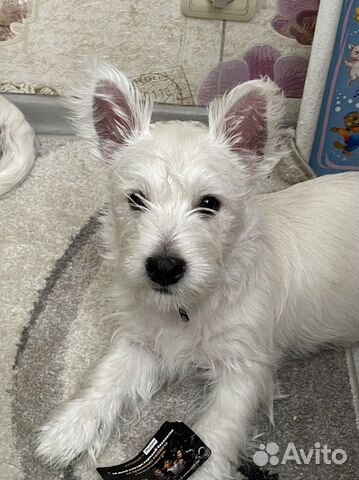 Вест хайленд вайт терьер