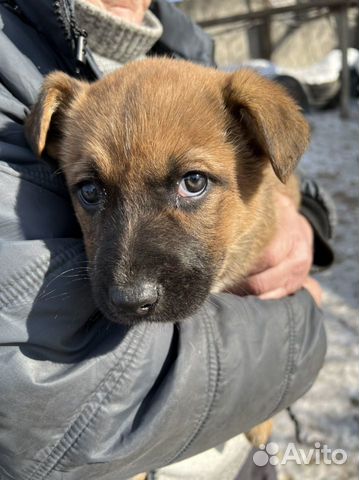 Мальчиш кибальчиш