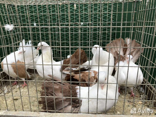 Голуби павлины