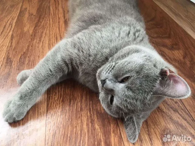 Скоттиш страйт котята