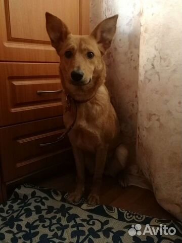 Собака в добрые руки отдам бесплатно