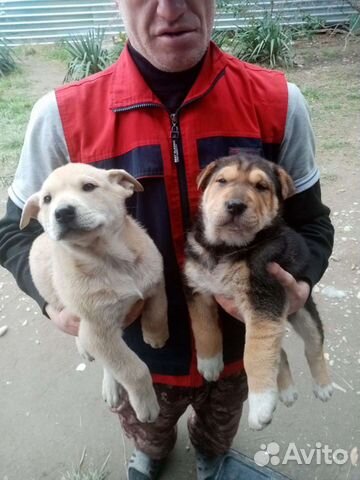 Лабро-шарпеи в дар