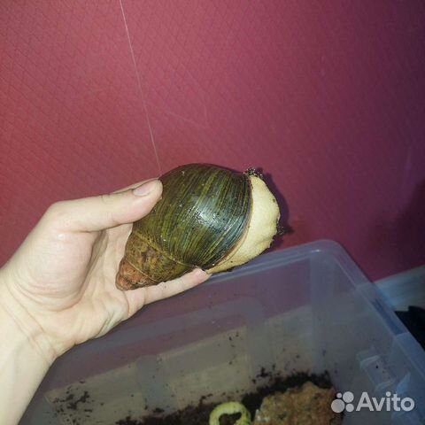 Улитки архахатины