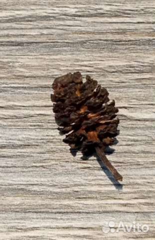 Ольховые шишки