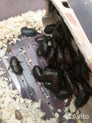 Мадагаскарские тараканы