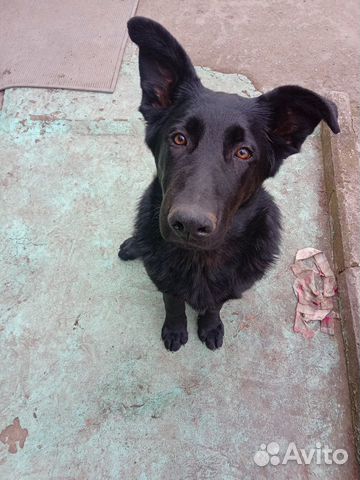 Отдам щенка овчарки