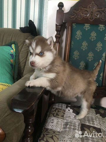 Сибирский хаски