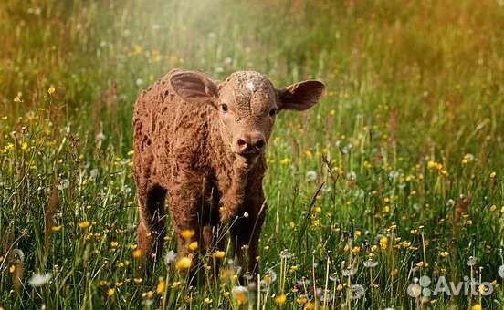 Бычка 5 дней