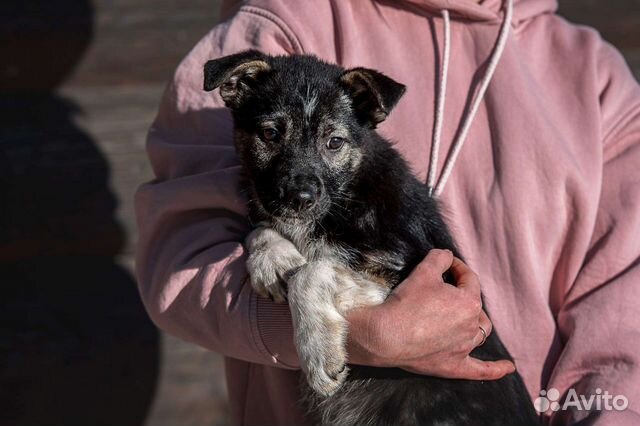 Милый Щенок Блэк 4 мес. В Добрые Руки В Дар