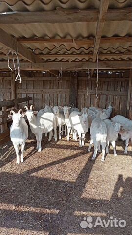 Каза валухи