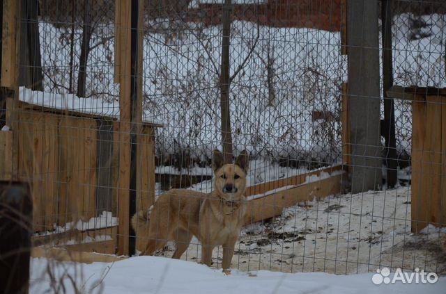 Робкая Виолла ищет внимательного доброго хозяина