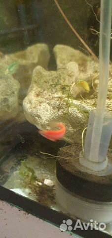 Обмен данио на гуппи