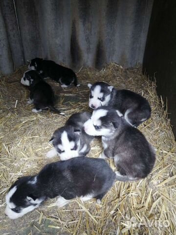 Резерв щенков сибирской хаски