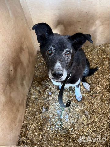 Собака-инвалид, на которую никогда не посмотрят