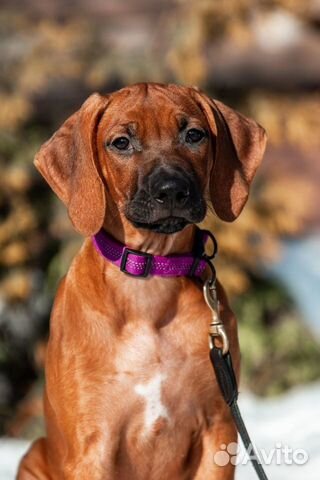 Родезийский риджбек- девочка 3 мес