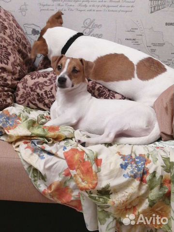 Джек Рассел терьер