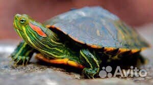 Черепаха каливорнийская красноухая 2 шт
