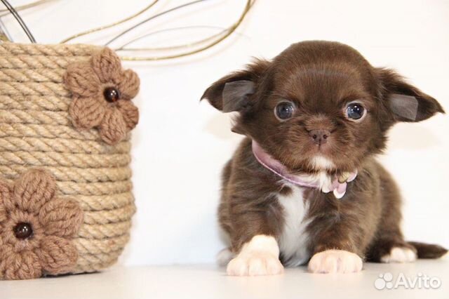 Шоколадная булочка