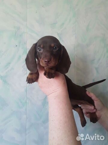 Такса г/ш мини РКФ