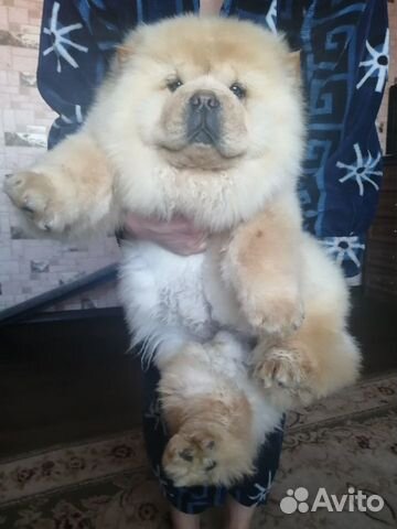 Хорошие Щенки чау-чау