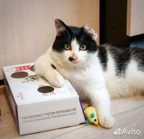 Кот Лука ищет дом, возраст 1 год