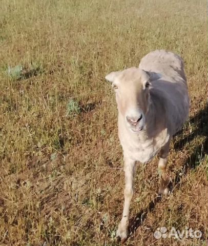 Овцы бараны ягнята оптом