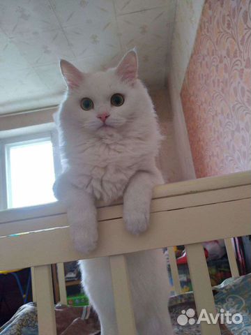 Ангорская кошечка в дар