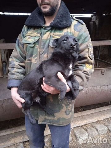 Маленькая собака в добрые руки