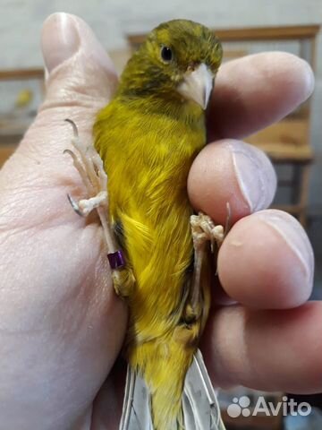 Продажа канареек