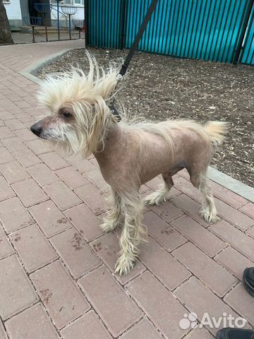 Кхс кобель ищет дом