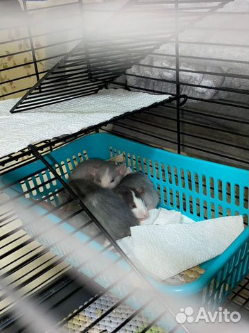 Крысы дамбо