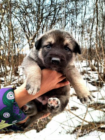 Щеночек, 1 месяц