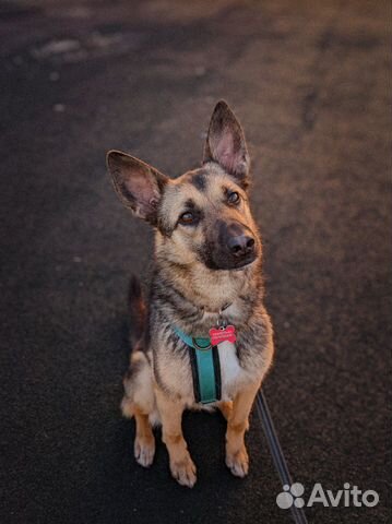 Милашка Рони в добрые руки, в дар