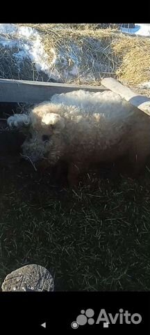 Венгерская мангалица