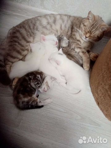 Шатланский катенок