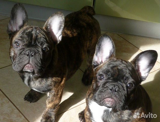 Девочки и мальчики бульдожки