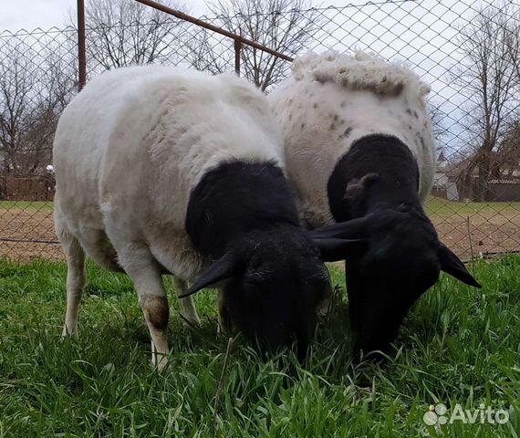 Дорпер ярка и матка