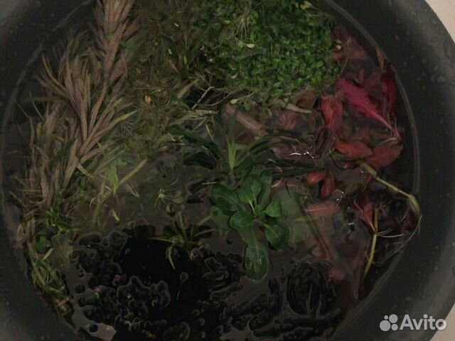 Аквариумные растения прополка