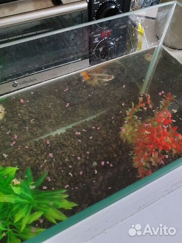 Аквариум и рыбка