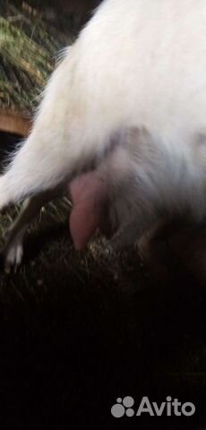 Коза дойная молочная