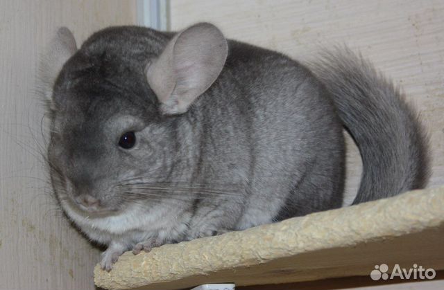 Шиншилла гетеробежевая, самка