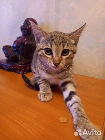 Кошечка Матильда в добрые руки