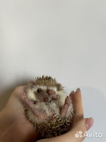Африканские карликовые ежики